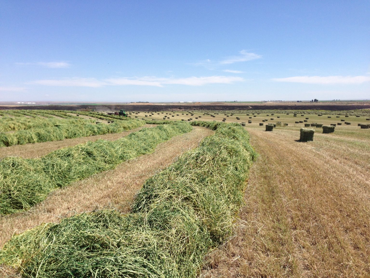 Quality Timothy Hay for Your Small Animals to Thrive in 2024 & Beyond ...